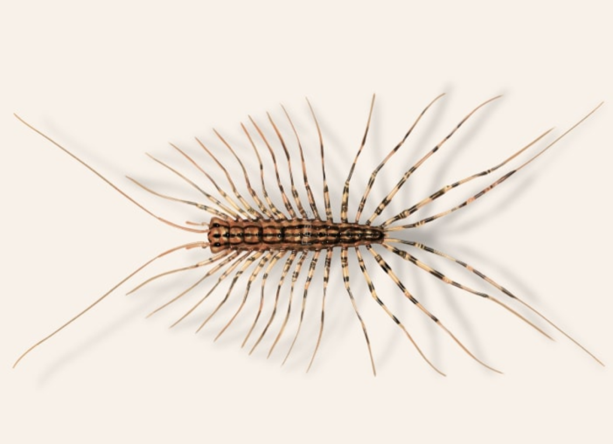 Why You Should Never Get Rid of House Centipedes: Nature’s Pest Control ...