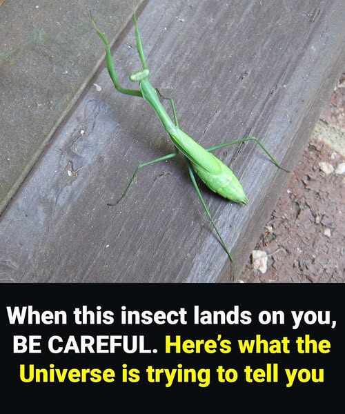 When this insect lands on you, BE CAREFUL. Here’s what the Universe is ...