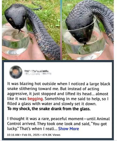 Jake’s Mysterious Encounter with the Snake: A Day at the Lake That Took ...